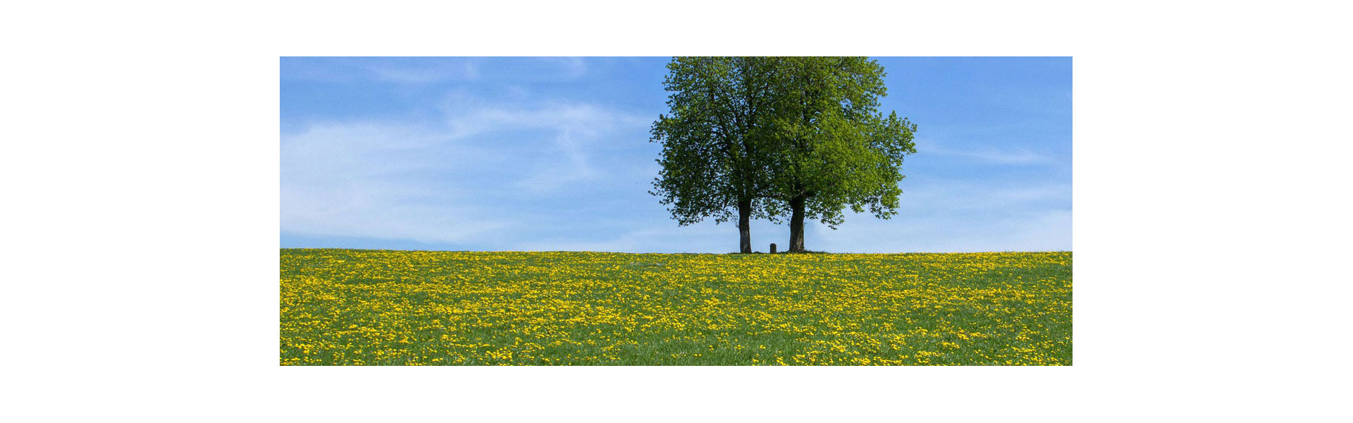 Michael Tesch, Autor bei Hausbau Tesch